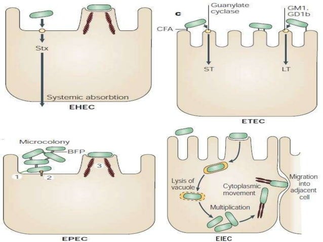 E. coli | PPTX | Digestive Disorders | Diseases and Conditions
