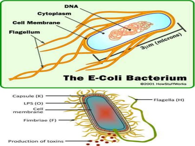 E. coli | PPTX | Digestive Disorders | Diseases and Conditions