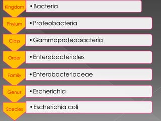 E. coli | PPTX