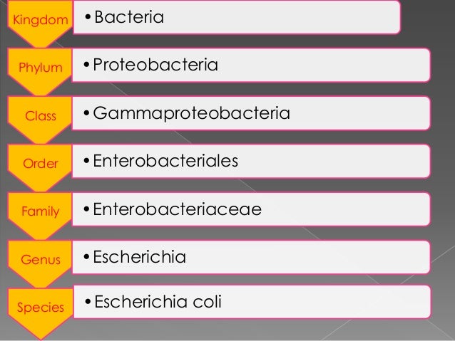 E. coli