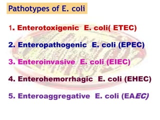 E. coli diagnosis in broiler and layer bird. | PPTX | Infectious ...