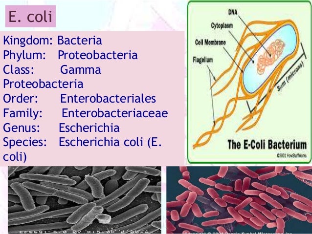 E. coli diagnosis in broiler and layer bird.