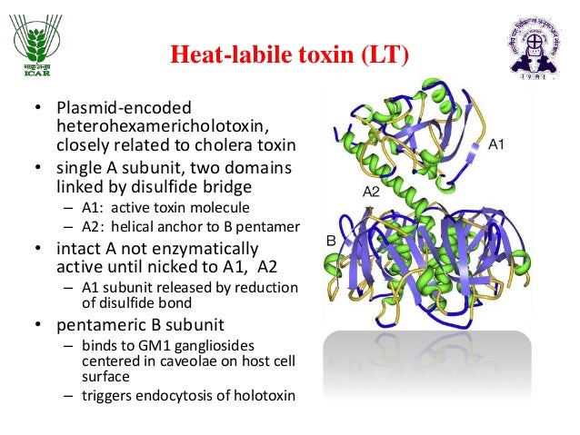 Understanding Colloquial laboratory workhorse: Escherichia coli
