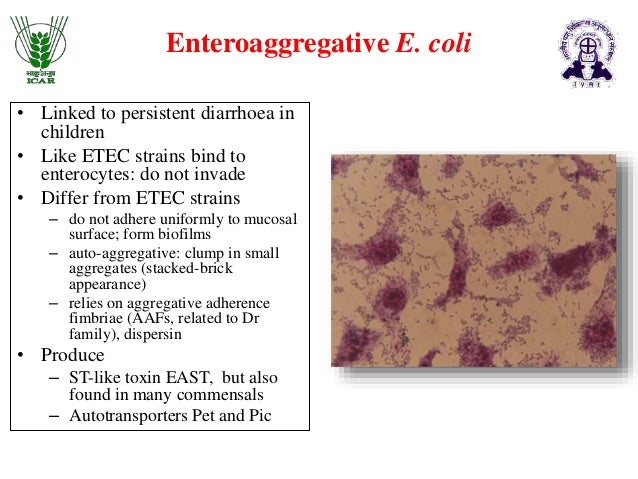 Understanding Colloquial laboratory workhorse: Escherichia coli