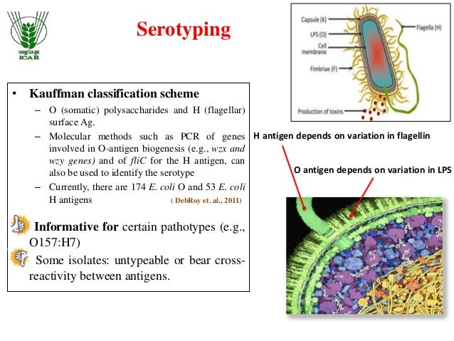 Understanding Colloquial laboratory workhorse: Escherichia coli