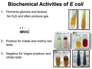 enterobacteracae | PPTX