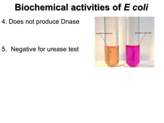 enterobacteracae | PPTX