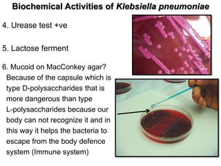 enterobacteracae | PPTX