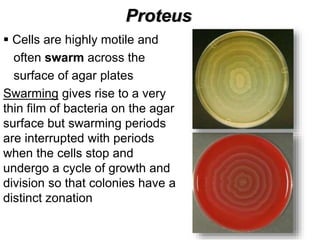 enterobacteracae | PPTX