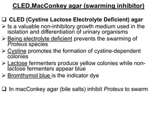 enterobacteracae | PPTX