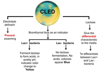 enterobacteracae | PPTX