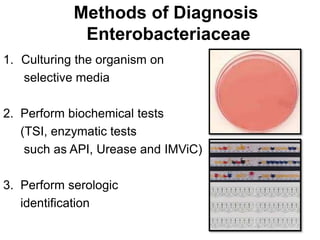 enterobacteracae | PPTX
