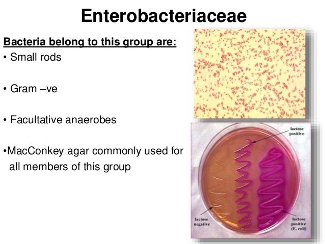 enterobacteracae