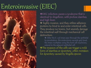 (E.coli , gastroentritis) | PPT