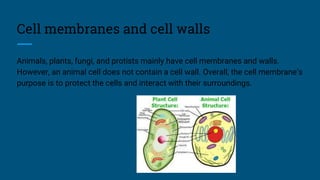 E.k2.b1 cell membranes | PPT
