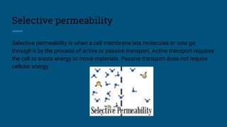 E.k2.b1 cell membranes | PPT