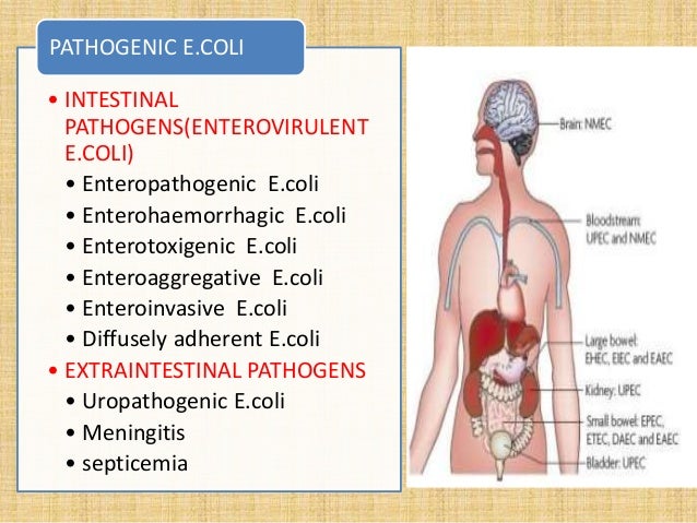 Diarrheogenic E.coli