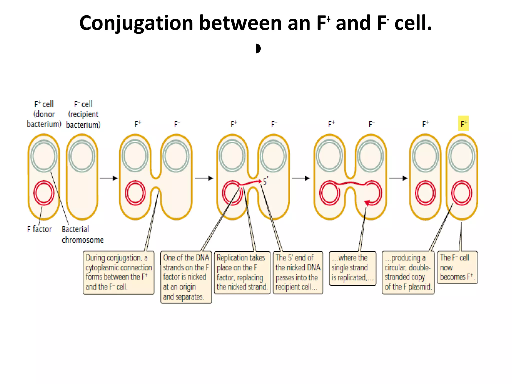 E.coli as model organism and its life cycle. | PPT