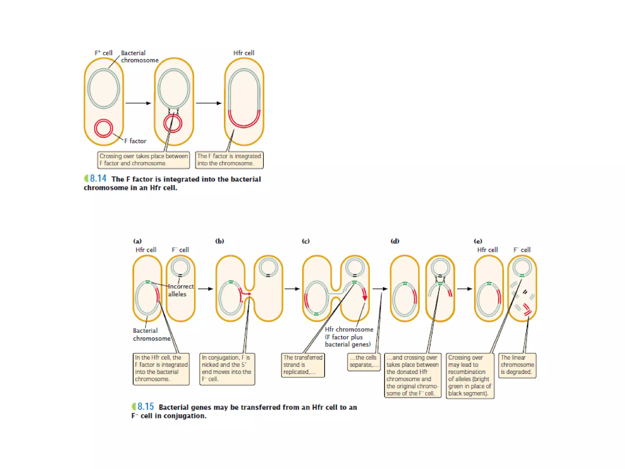 E.coli as model organism and its life cycle. | PPT