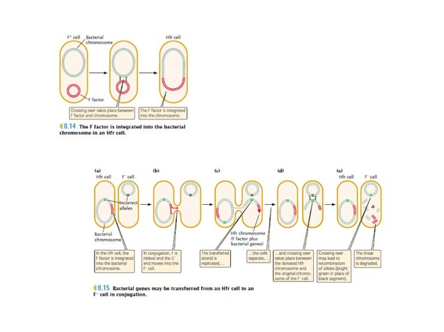 E.coli as model organism and its life cycle. | PPT