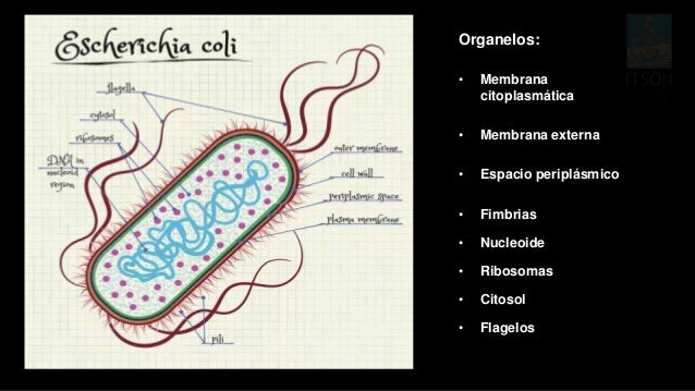 Escherichia coli