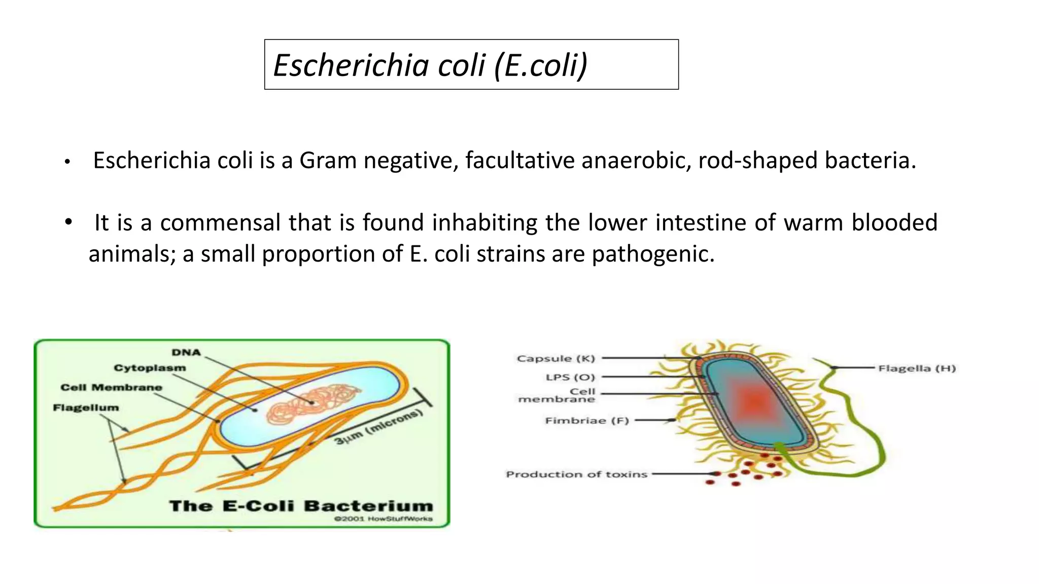 E.coli replication | PPTX