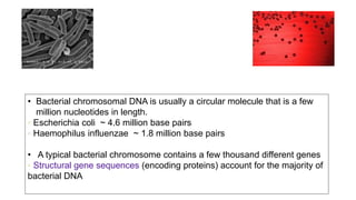 E.coli replication | PPTX