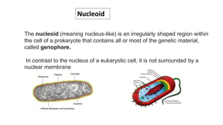 E.coli replication | PPTX