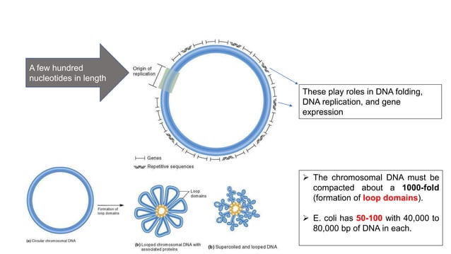 E.coli replication | PPTX | Biological Sciences | Science