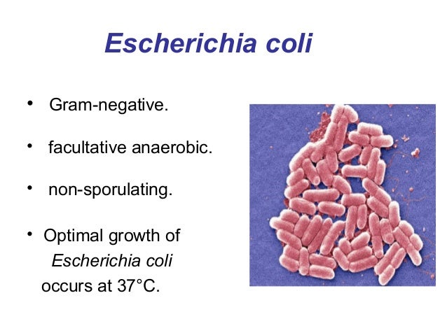 E.coli