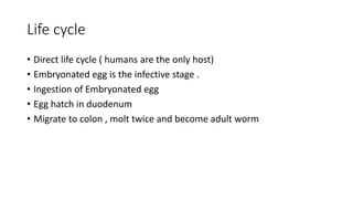 E.vermicularis | PPTX