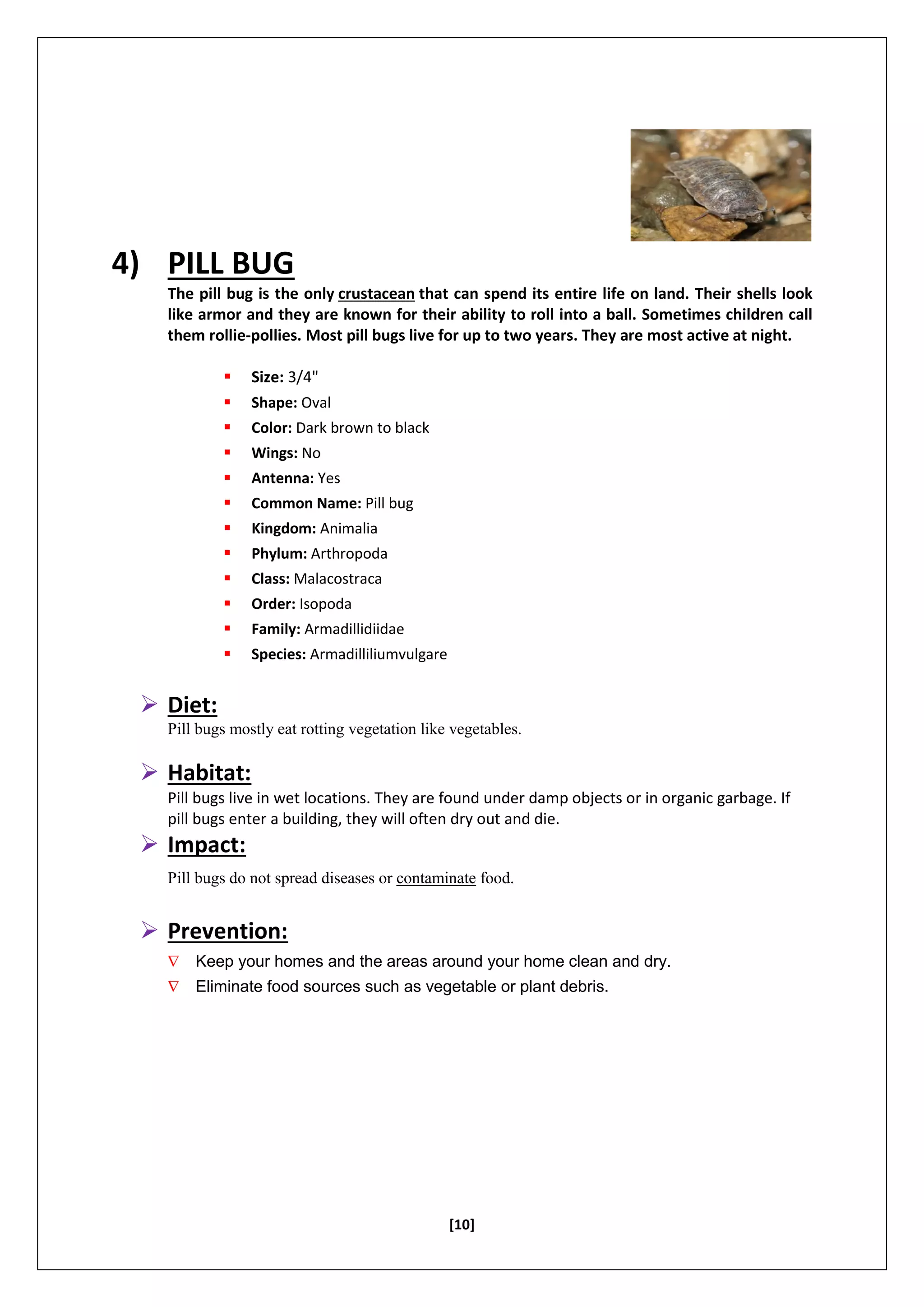 evs project on study of birds,insects and plants | PDF