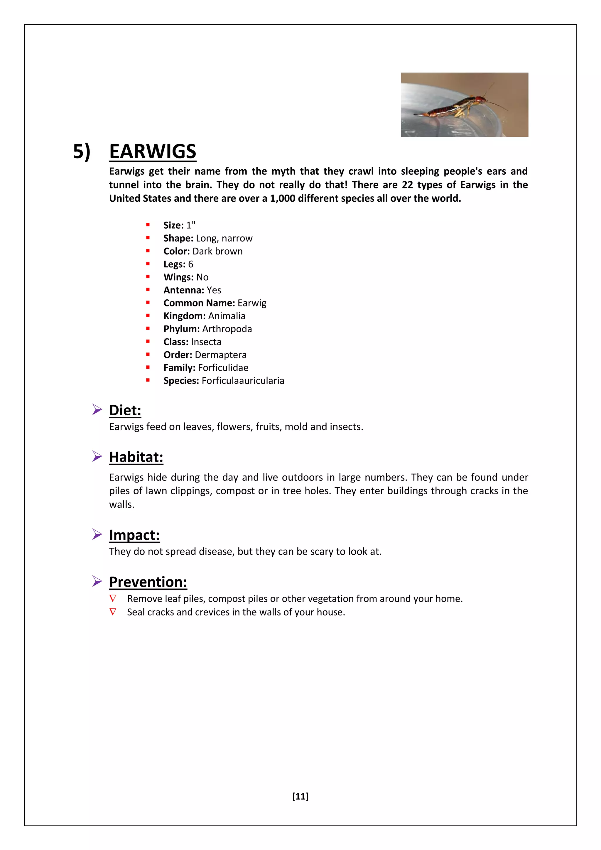 evs project on study of birds,insects and plants | PDF | Birdwatching ...