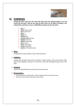 evs project on study of birds,insects and plants | PDF