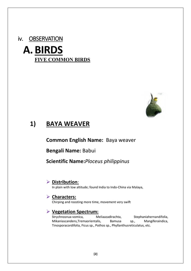 evs project on study of birds,insects and plants | PDF | Birdwatching ...