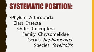 vegatable pests | PPT