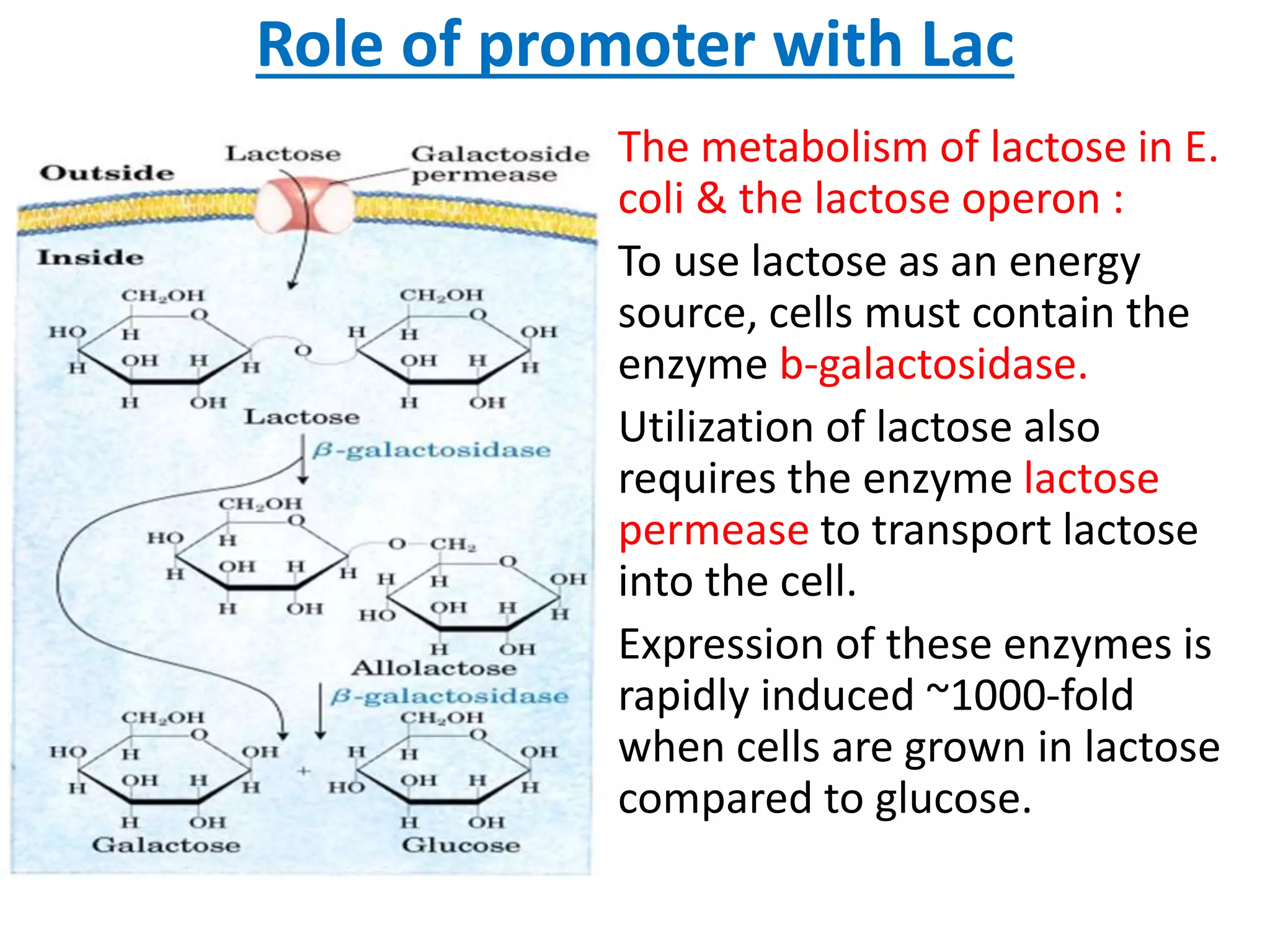 E.coli promoters | PPTX
