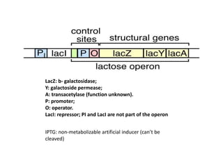 E.coli promoters | PPTX