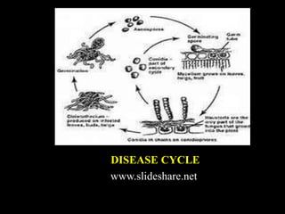 powdery mildew of red gram, black gram, green gram | PPTX