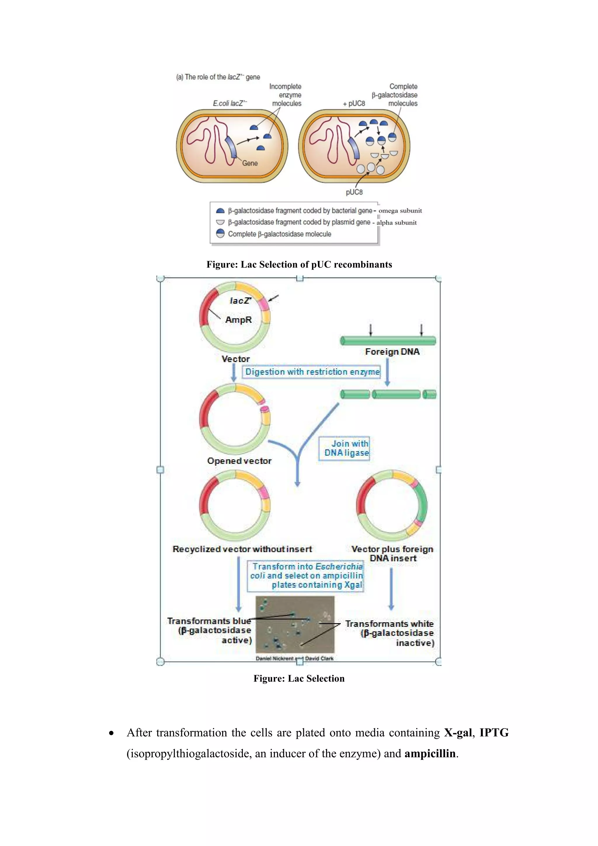 E. coli plasmids based vectors | PDF