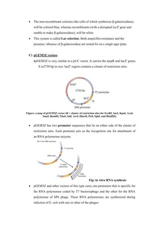 E. coli plasmids based vectors | PDF