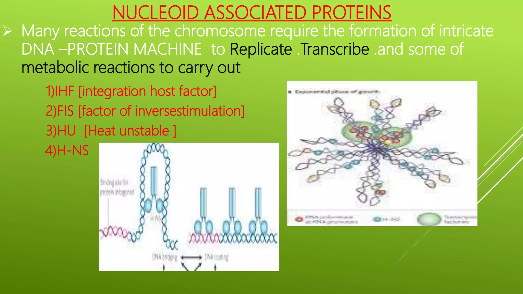 E.coli and m.genitalium genome copy | PPTX