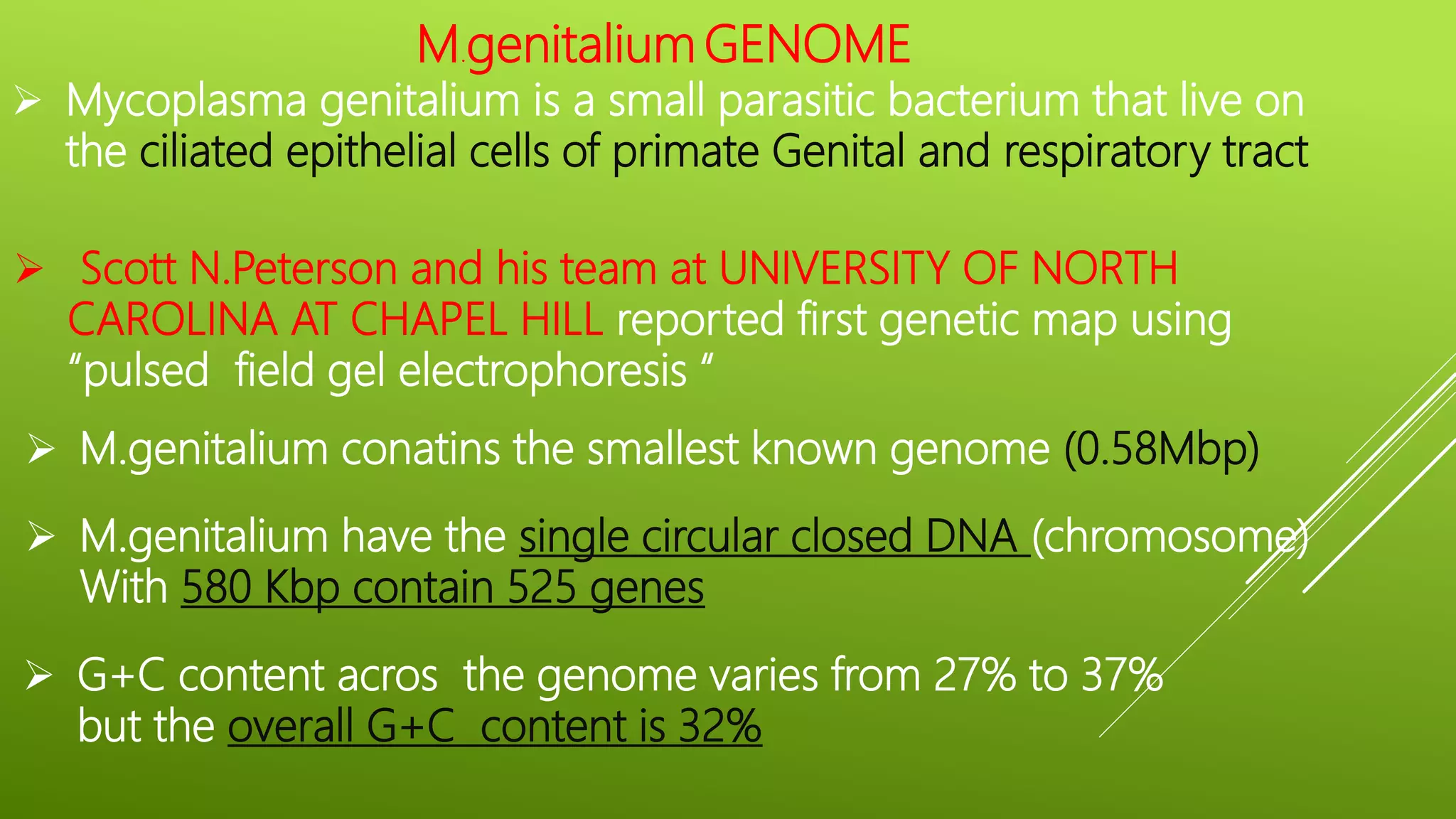 E.coli and m.genitalium genome copy | PPTX