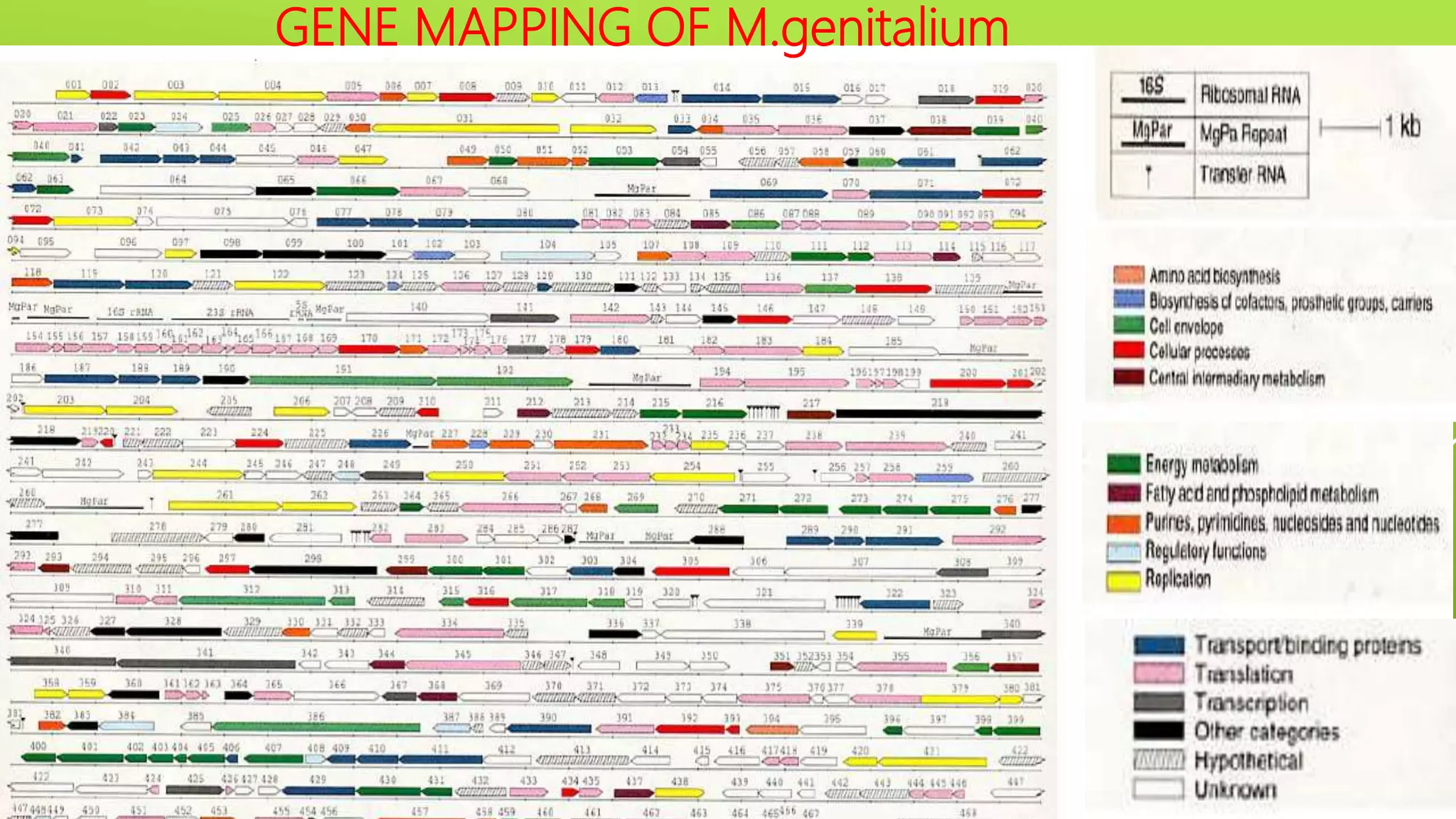 E.coli and m.genitalium genome copy | PPTX