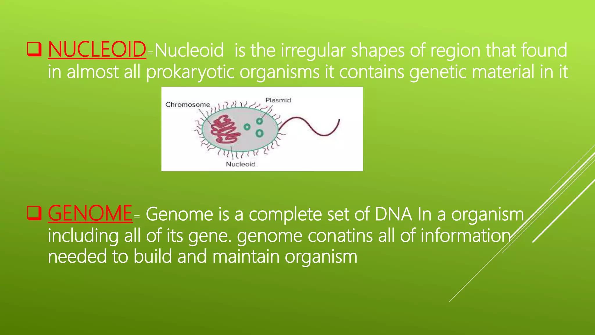 E.coli and m.genitalium genome copy | PPTX