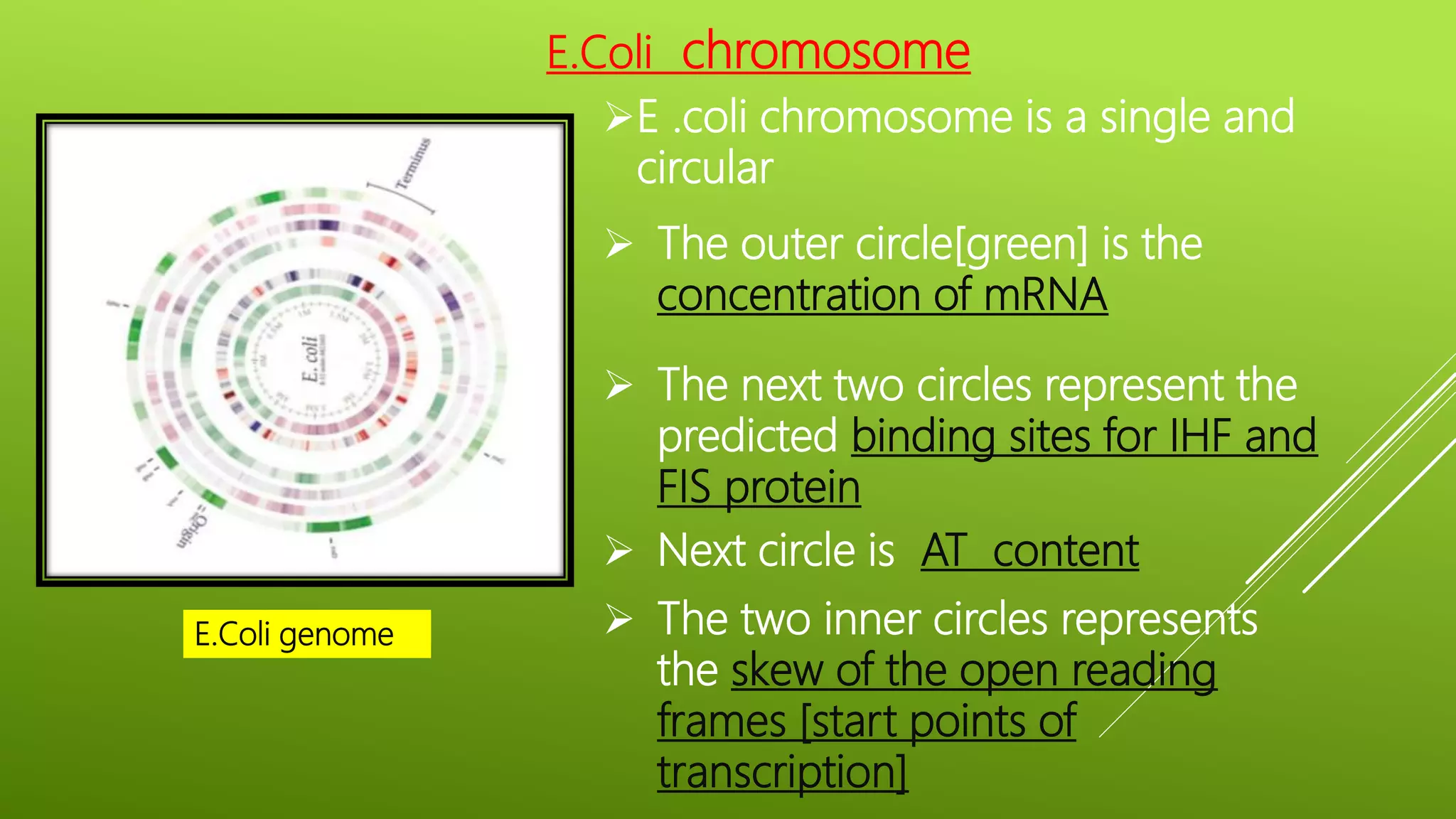 E.coli and m.genitalium genome copy | PPTX