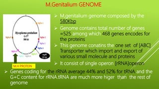 E.coli and m.genitalium genome copy | PPTX