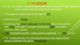E.coli and m.genitalium genome copy | PPTX