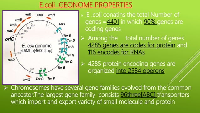 E.coli and m.genitalium genome copy | PPTX