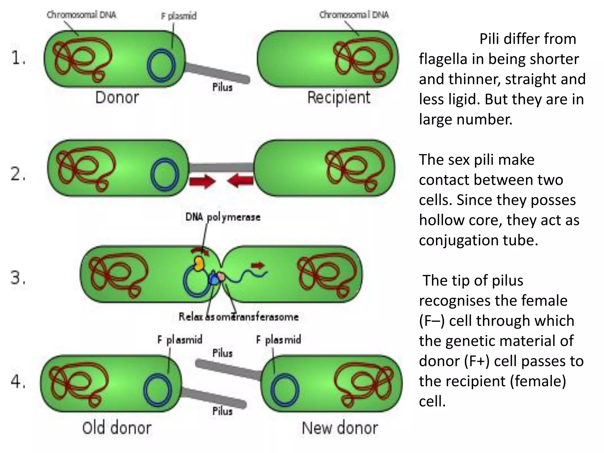 E.coli structure | PDF